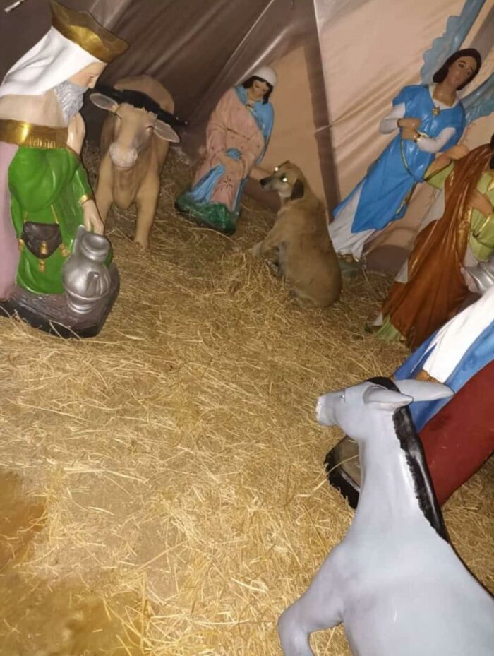 ¿Se adelantó?, perrita callejera dio a luz al lado de la virgen en un ...